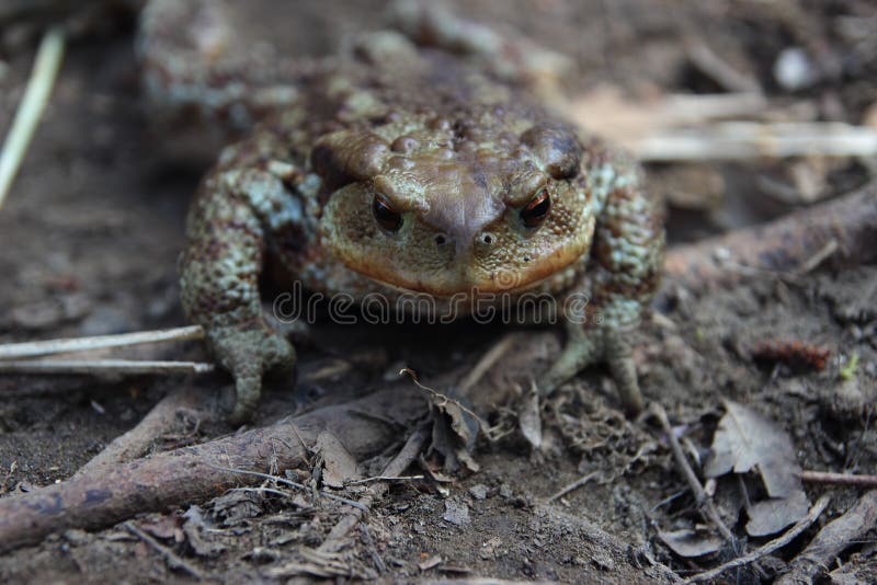 Toad close-up stock photo. Image of bufo, wildlife, animal - 52735596