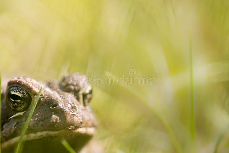 Toad close up stock photo. Image of animal, spring, toad - 54473288