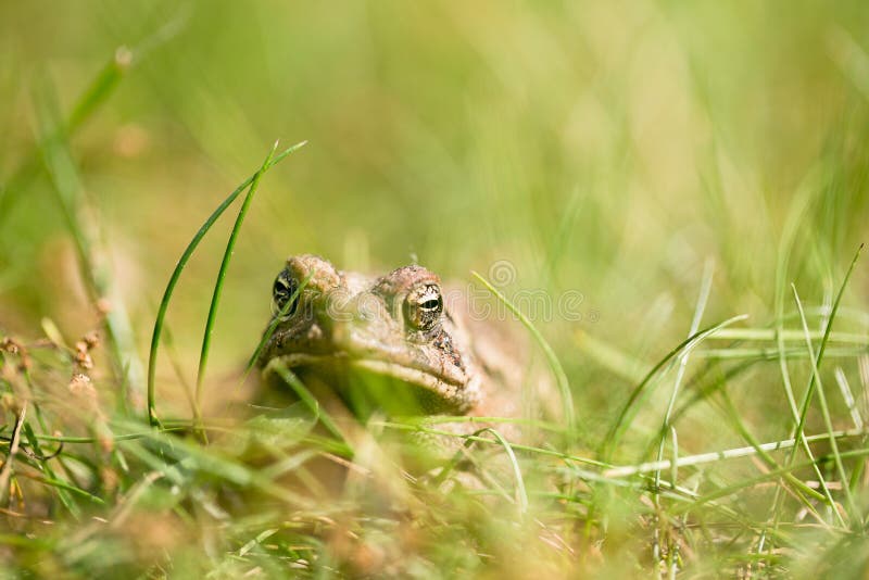 Toad close up stock photo. Image of animal, wild, nature - 54473290