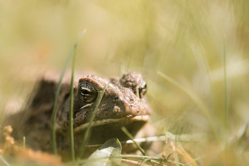 Toad close up stock photo. Image of close, detail, nature - 54473298