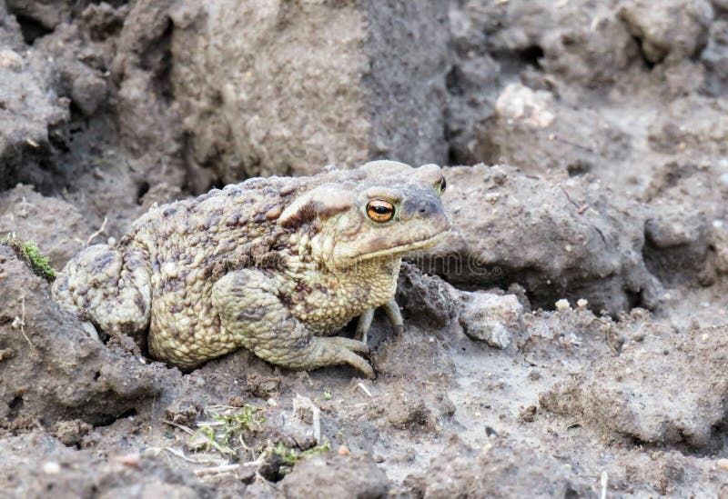 Toad Close Up on the Ground Stock Image - Image of detail, brown: 327479705