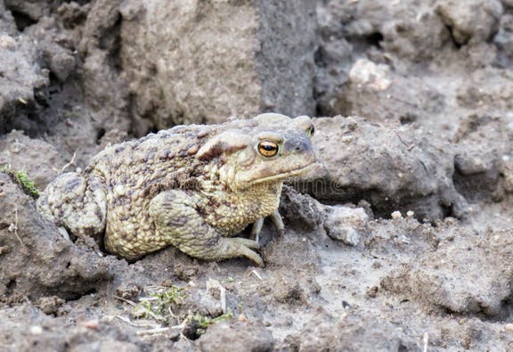 Toad Close Up on the Ground Stock Image - Image of detail, brown: 327479705