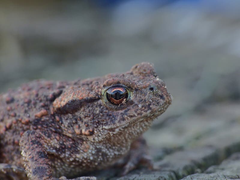 Toad stock image. Image of frog, detailed, background - 271457799