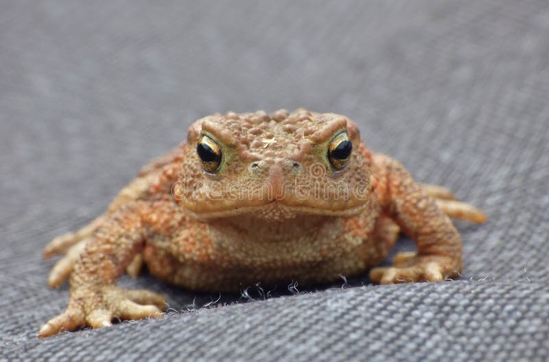 Toad close up macro shot stock image. Image of natural - 256466765