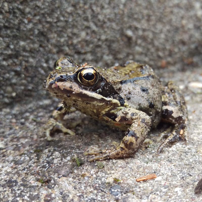 Toad stock photo. Image of wildlife, macro, close, nature - 99344938