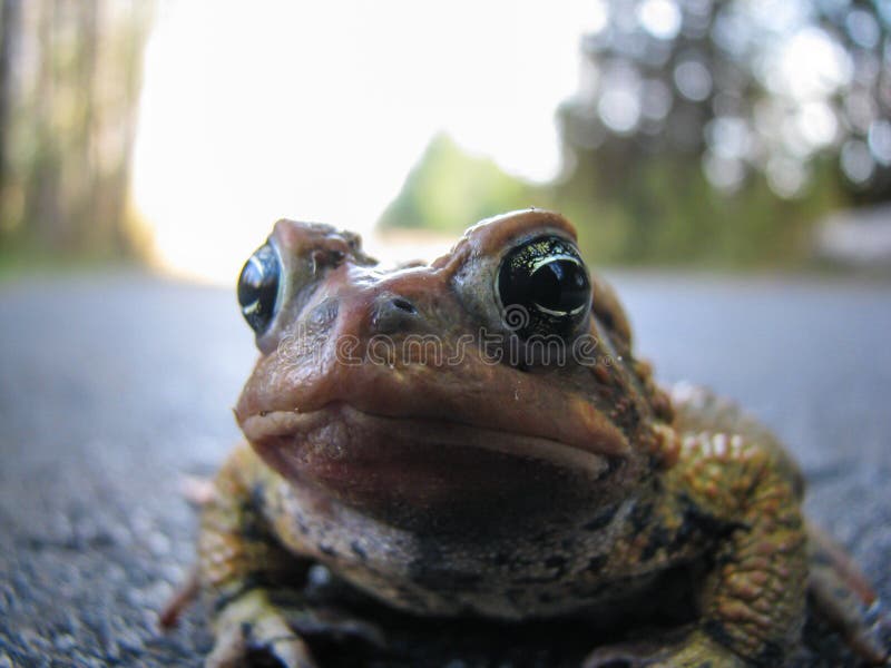 Bumpy Toad Close-up stock photo. Image of large, anura - 20515460