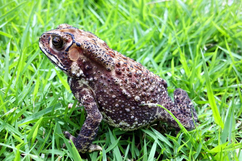 Toad close up stock image. Image of frog, brown, amphibian - 44055873