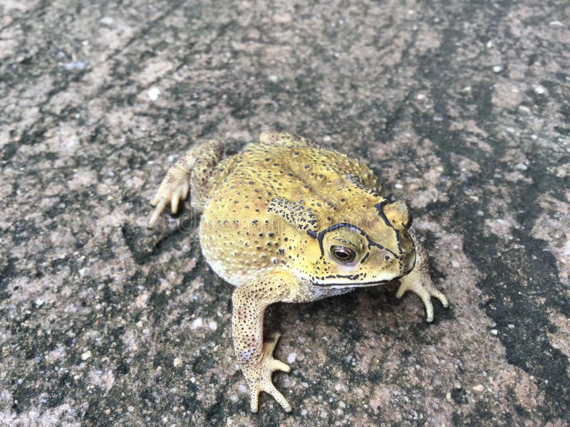 Thai Toad frog is hiding stock image. Image of hiding - 26962517
