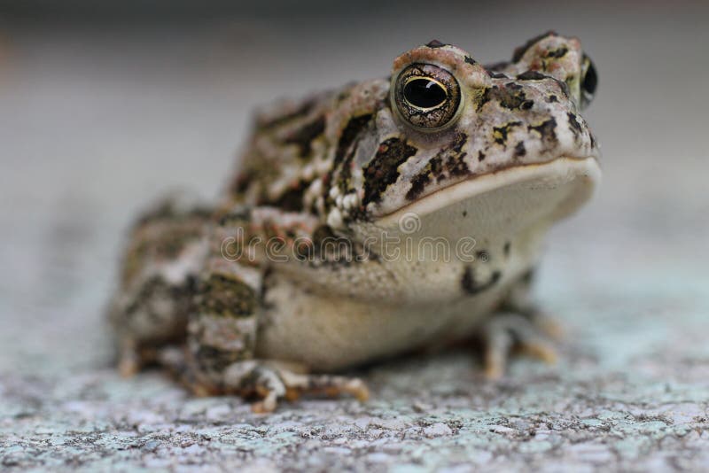 150 Angry Toad Stock Photos - Free & Royalty-Free Stock Photos from ...