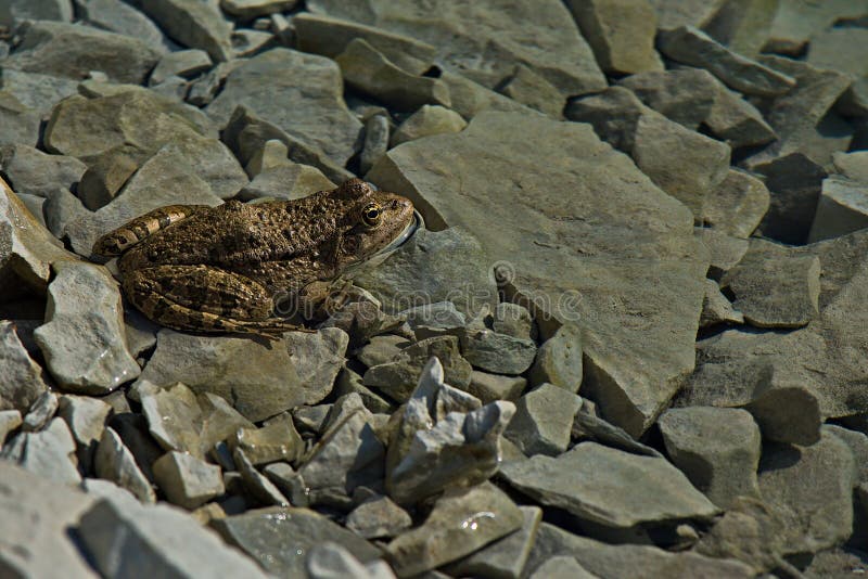 Toad in the Coastal Waters of Lake Kezenoy-am. Stock Image - Image of ...