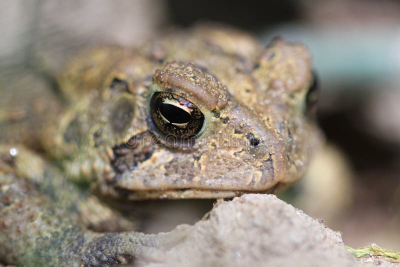Toad stock image. Image of close, reptile, macro, wild - 41446755