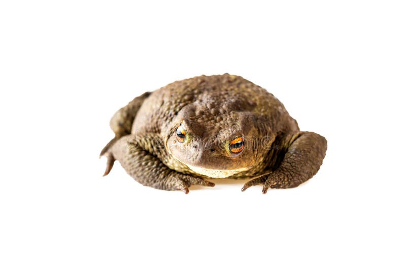 Toad Front View Common Toad or Bufo Bufo Isolated on White Stock Photo ...