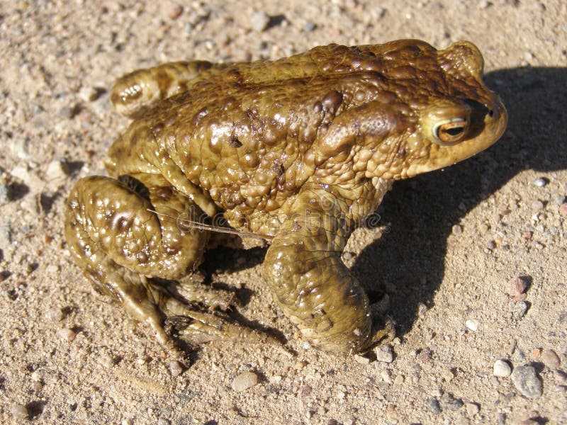 Toad stock photo. Image of amphibian, cold, close, slime - 48192812