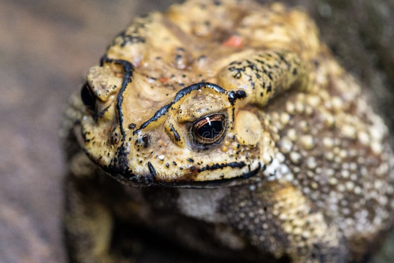 Close Up Toad Skin Texture Selective Focus Stock Image - Image of bumpy ...