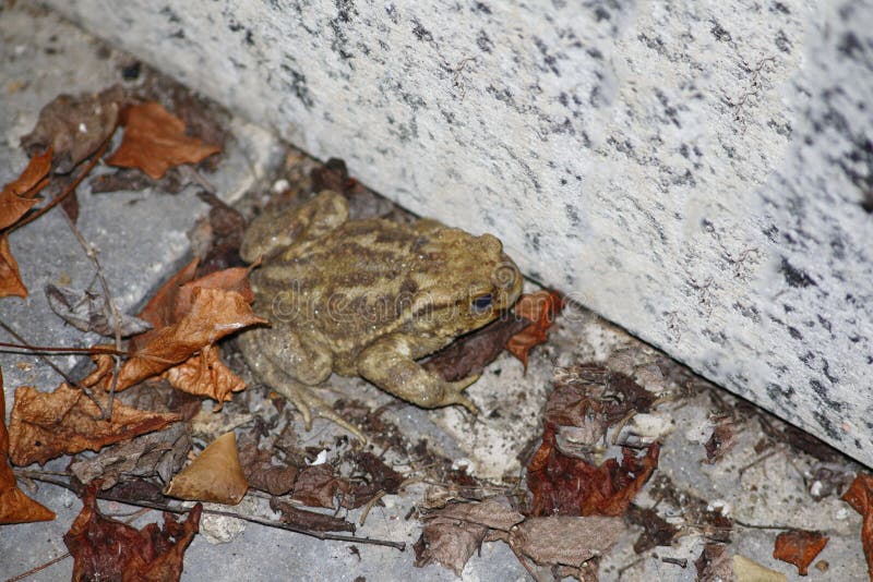 Toad, Common Toad Sits Anxiously on Stone Wall in Foliage Stock Image ...