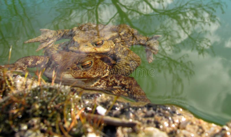 Toad couple stock image. Image of mating, nature, bufo - 37261239
