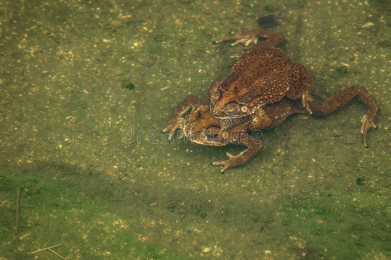 Toad Couple in Water Breeding Toad Making Eggs in Water Stock Photo ...