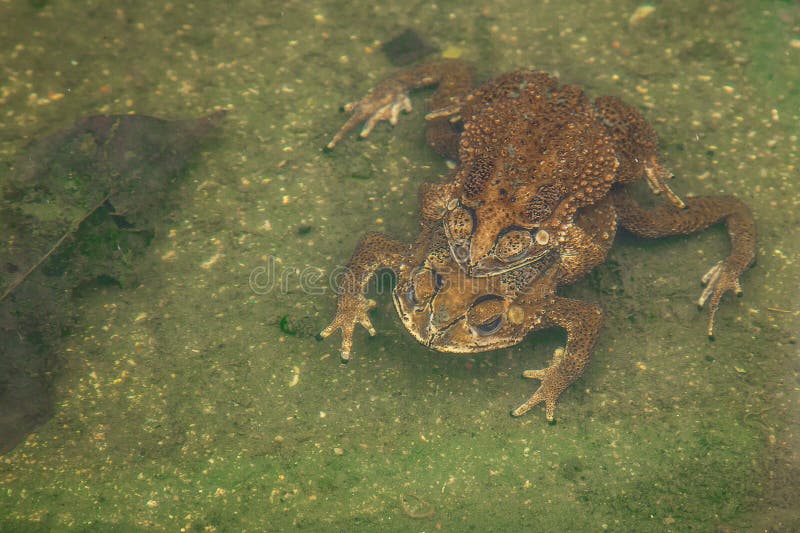 Toad Couple in Water Breeding Toad Making Eggs in Water Stock Photo ...