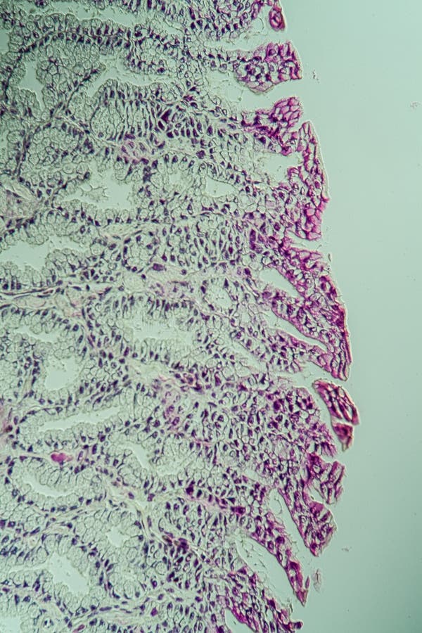 Frog Cross Section Stock Photos - Free & Royalty-Free Stock Photos from ...