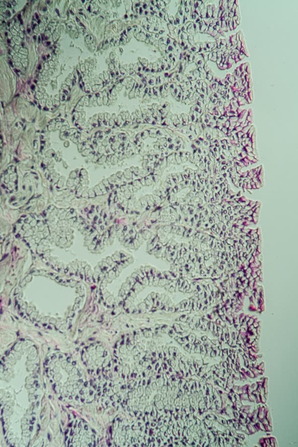 Frog Cross Section Stock Photos - Free & Royalty-Free Stock Photos from ...