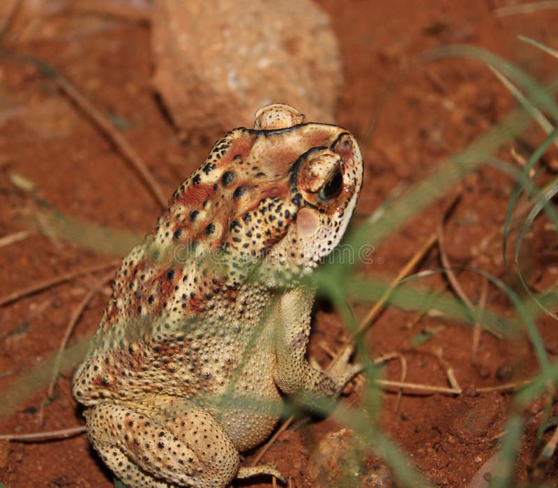 Toad stock photo. Image of skin, amazing, animal, thinking - 45838410