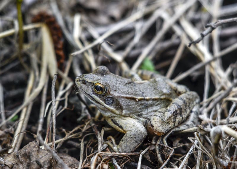 Toad stock image. Image of amphibia, frog, creature - 155426785