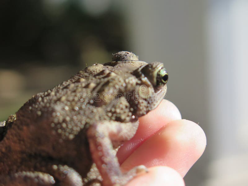Toad Exotic Wildlife stock photo. Image of lizard, reptile - 229107308