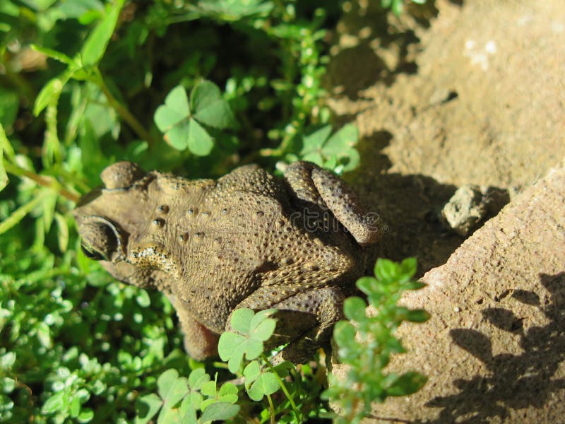 Toad Exotic Wildlife stock photo. Image of nature, animal - 229107404