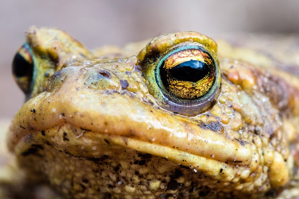 Toad eye macro close up stock photo. Image of orange - 89366870