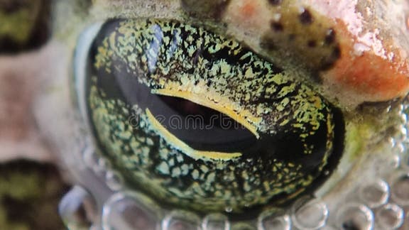 Toad eye stock photo. Image of animal, turtle, toad - 257046028