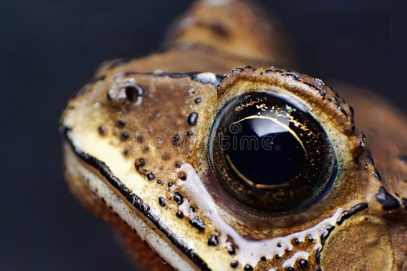 Toad Eyes stock image. Image of closeup, details, nature - 5524875