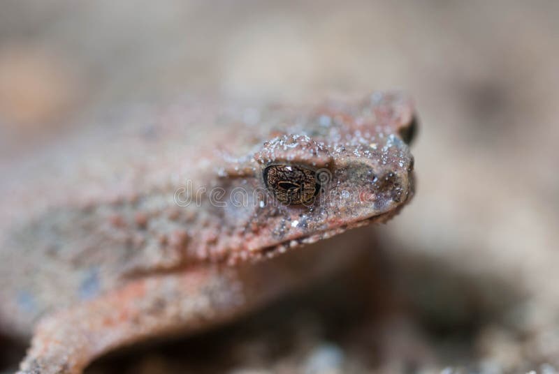 Toad Eyes stock photo. Image of toad, animal, amphibians - 70204124