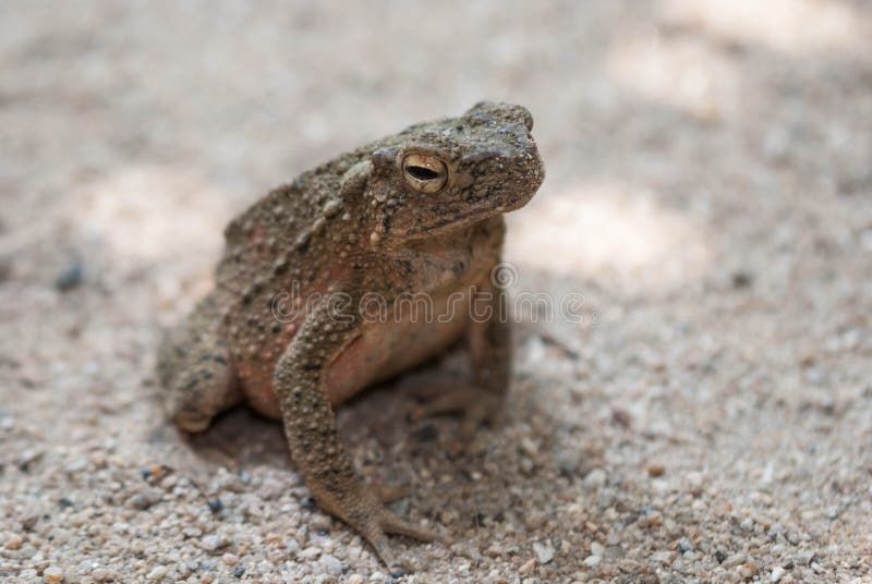Toad Eyes stock image. Image of closeup, details, nature - 5524875