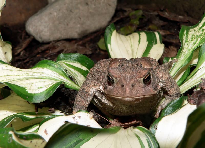 Toad Face stock photo. Image of night, animals, toad, close - 1054000
