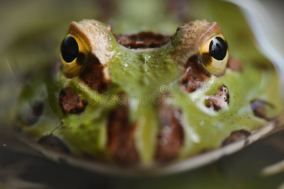 Toad Face front view eyes stock image. Image of view - 302425009
