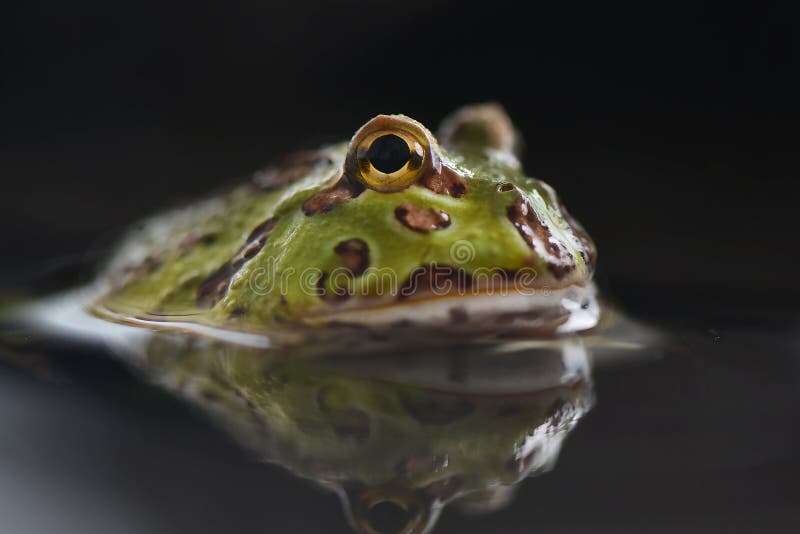 Toad Face View Eye Reflection Stock Photo - Image of view, front: 302425000