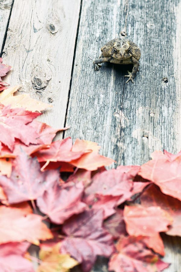 Toad and Fall Leaves stock photo. Image of close, curious - 41157110