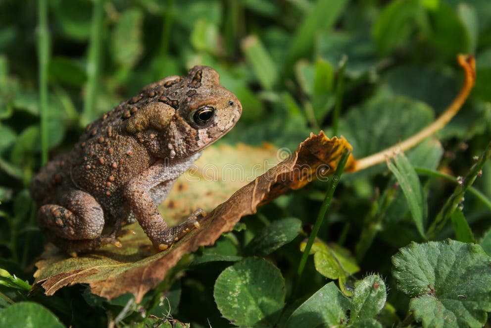 Toad on Fallen Leaf stock image. Image of cute, clover - 44076501