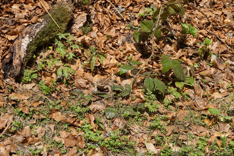 Toad on Fallen Leaves, Disguised As Them. Stock Image - Image of ground ...