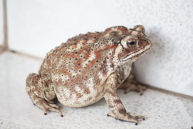 909 Fat Toad Stock Photos - Free & Royalty-Free Stock Photos from ...
