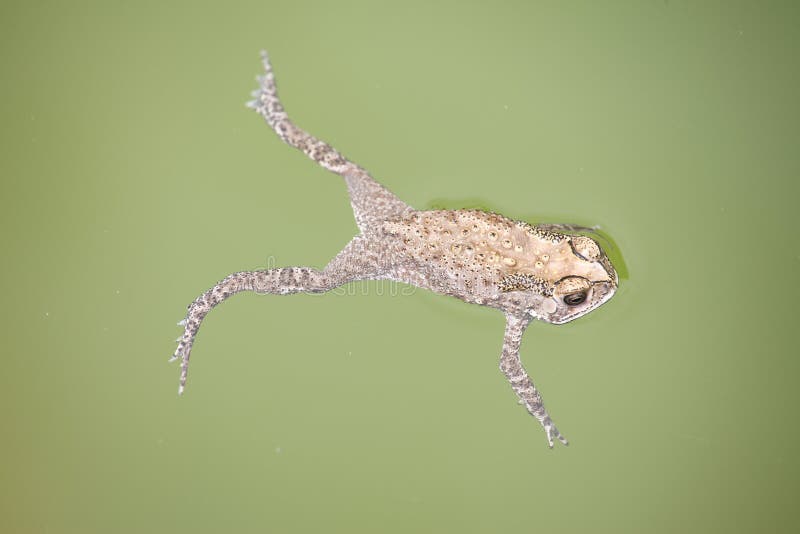 Toad Floating on the Watertop Stock Image - Image of macro, common ...