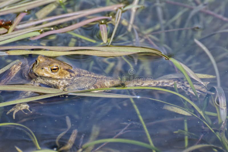 Toad Floating on the Watertop Stock Image - Image of macro, common ...