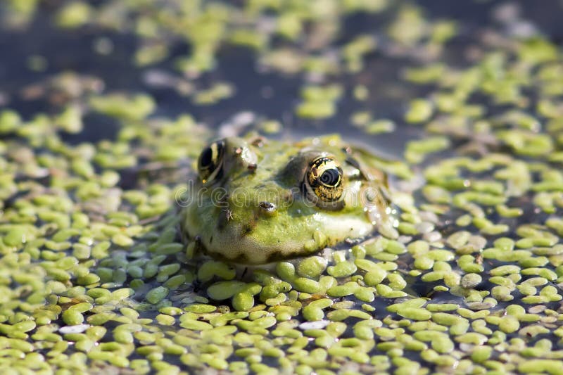 Toad floats in water stock image. Image of covered, water - 64257179
