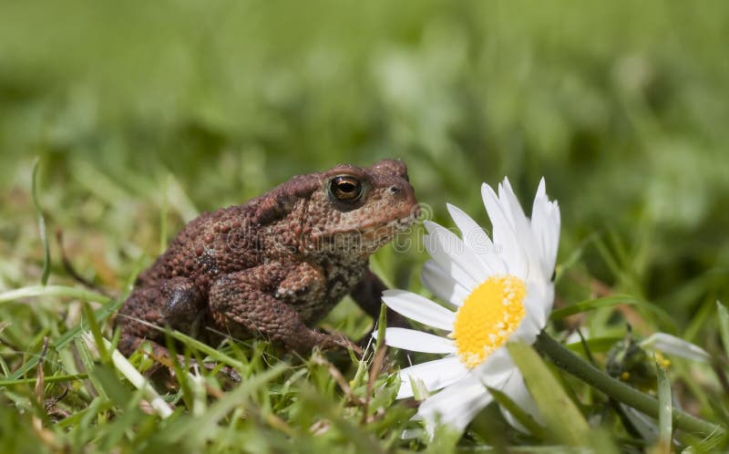 Toad in flower pot stock image. Image of garden, cool - 113551747