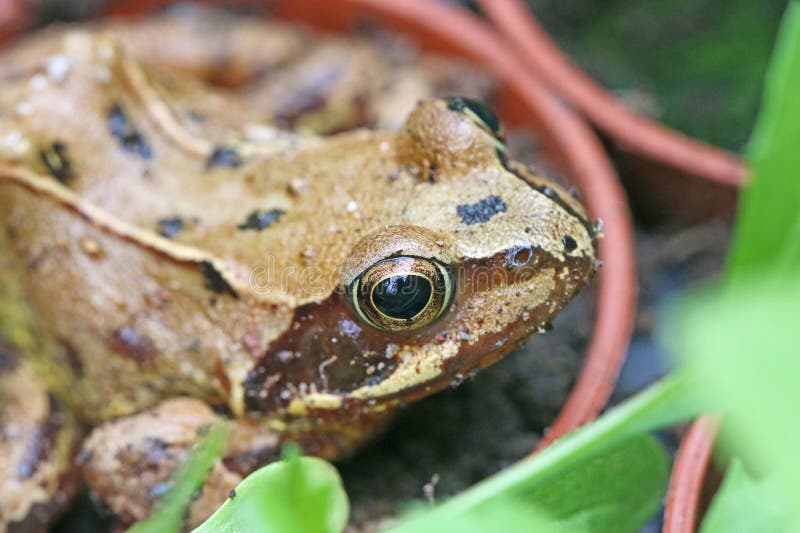 Toad in flower pot stock image. Image of garden, cool - 113551747