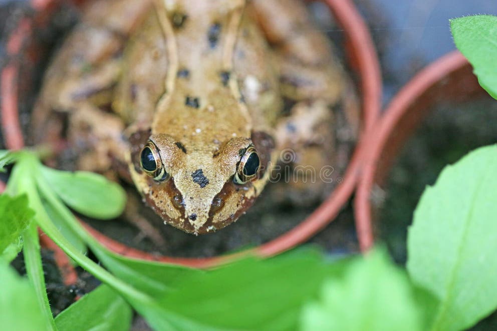Toad in a flower pot stock photo. Image of brown, closeup - 356025046