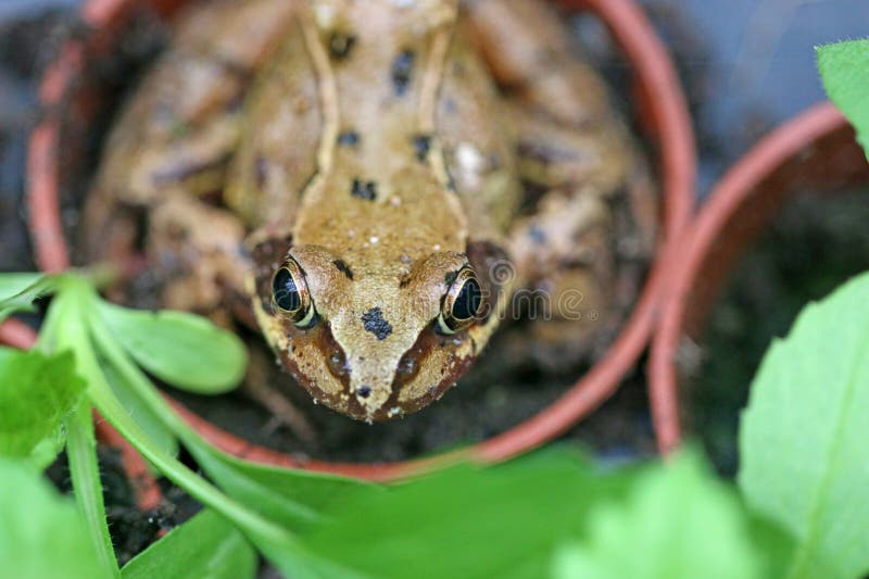 Toad in a flower pott stock photo. Image of wildlife - 347975384