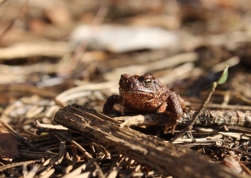 Toad in the forest stock image. Image of fauna, spring - 38442433