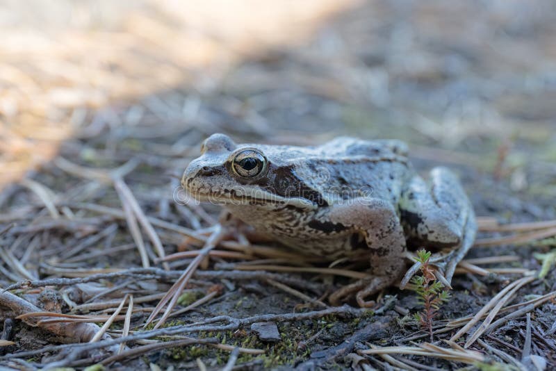 Toad in forest close up stock image. Image of summer - 68935543