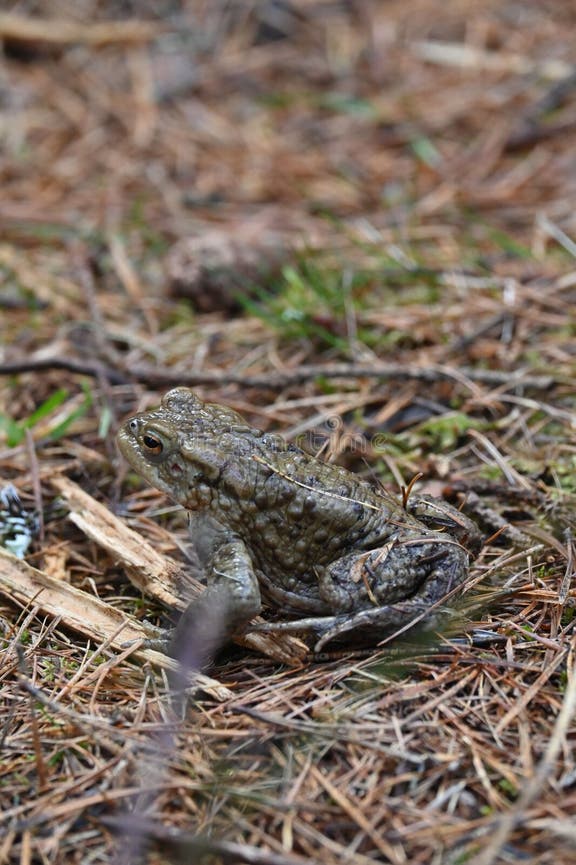 Toad on Forest Floor stock photo. Image of life, animal - 367499176